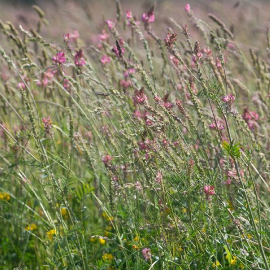 Forage for Horses | Meadow Forage Pellets