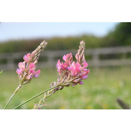 Sainfoin for Horses | Sainfoin Pellets