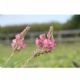 Sainfoin for Horses | Sainfoin Pellets
